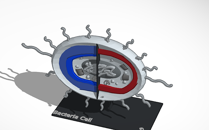 3D design Bacteria Cell Model - Tinkercad