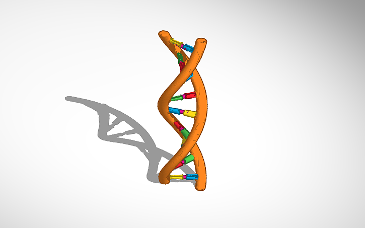 3D design mehmet eker 3d 2 dna | Tinkercad