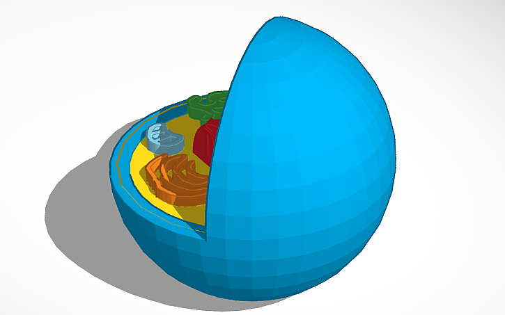 3D design Animal Cell Digital 3D Model - Tinkercad