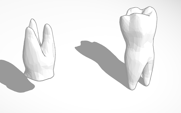 3D design teeth - Tinkercad