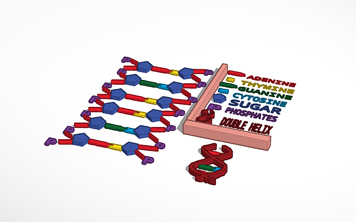 3D design Priya Kumar - Block 2 - DNA Model | Tinkercad 3D design Priya Kumar - Block 2 - DNA Model | Tinkercad