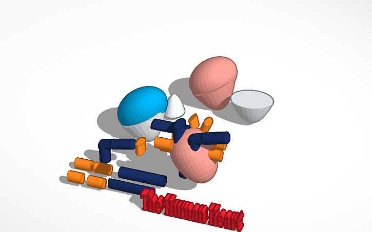 3D design Copy of The Human Heart - Tinkercad