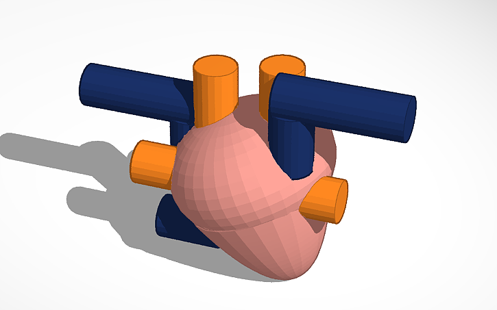 3D design Real Heart - Tinkercad