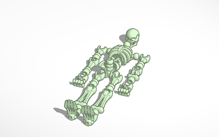 3D design Skeleton Model - Tinkercad