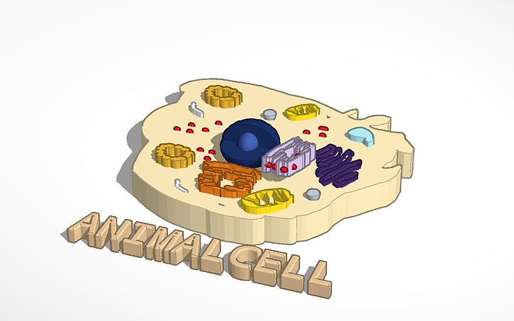 3D design animal cell | Tinkercad