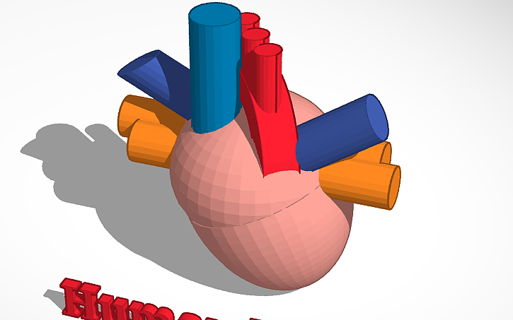 3D design human heart - Tinkercad