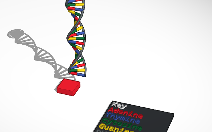 3D design DNA - Tinkercad