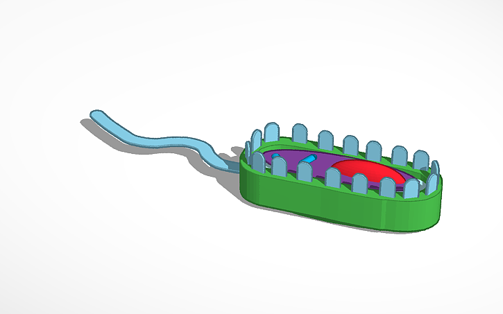 3D design prokaryotic cell | Tinkercad