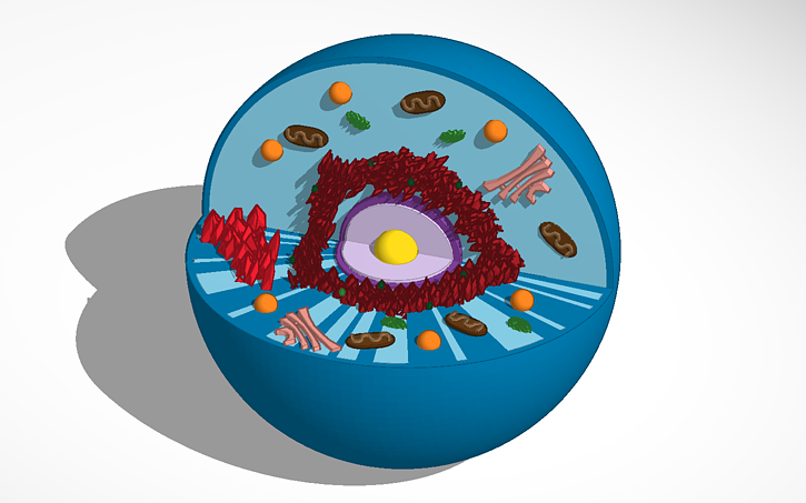 3D design Cell Model - Tinkercad