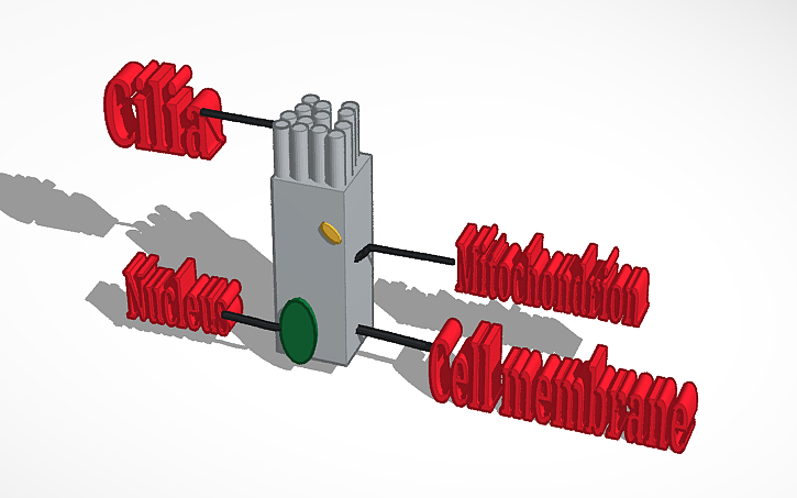 3D design Ciliated Cell Model | Tinkercad