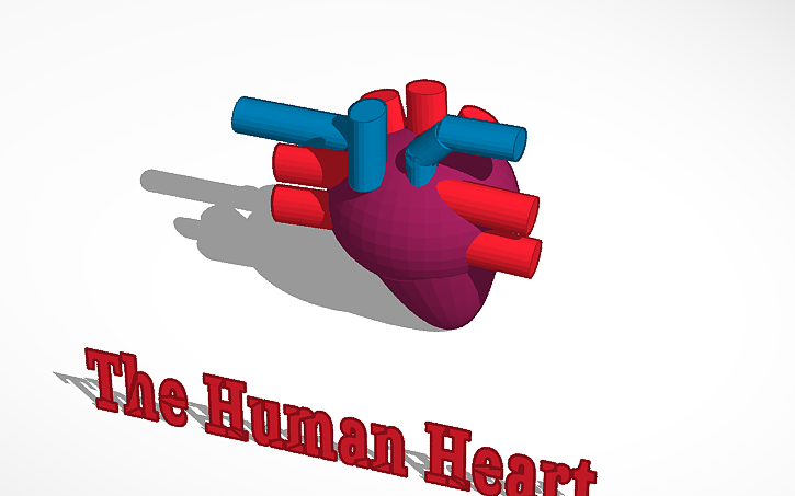 3D design human heart - Tinkercad