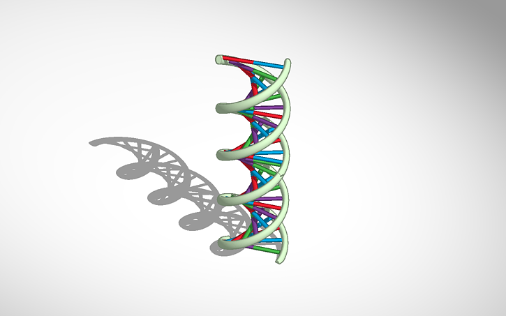 3D design DNA - Tinkercad