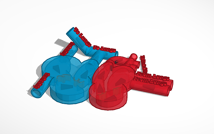 3D design Model of Heart - Tinkercad