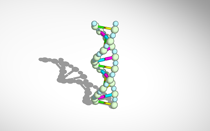3D design DNA Double Helix - Tinkercad