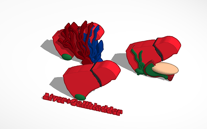 3D design The Liver and Gallbladder - Tinkercad