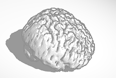 3D design Human - Brain | Tinkercad