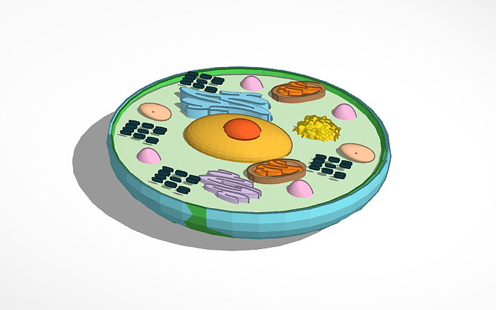 3D design Animal Cell | Tinkercad