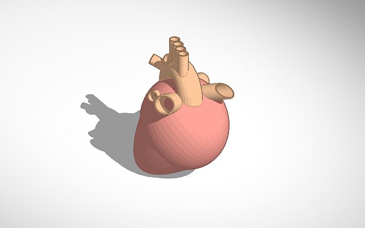 3D design Human Heart - Tinkercad
