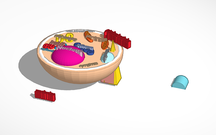 3D design animal cell | Tinkercad