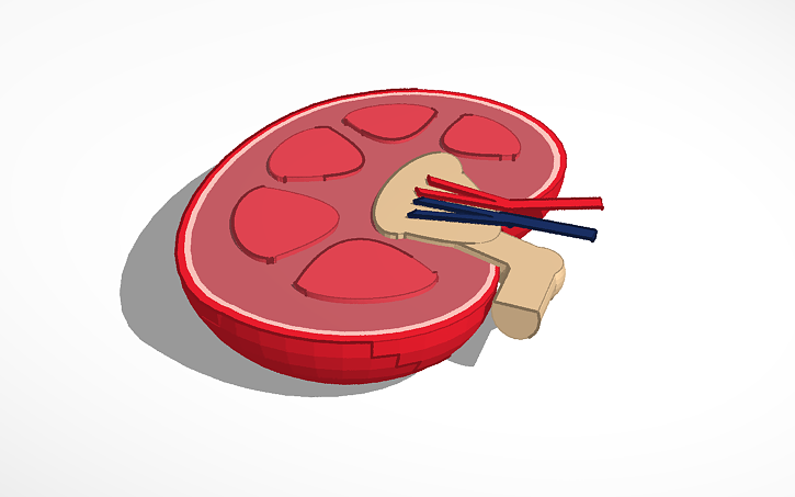 3D design kidney - Tinkercad