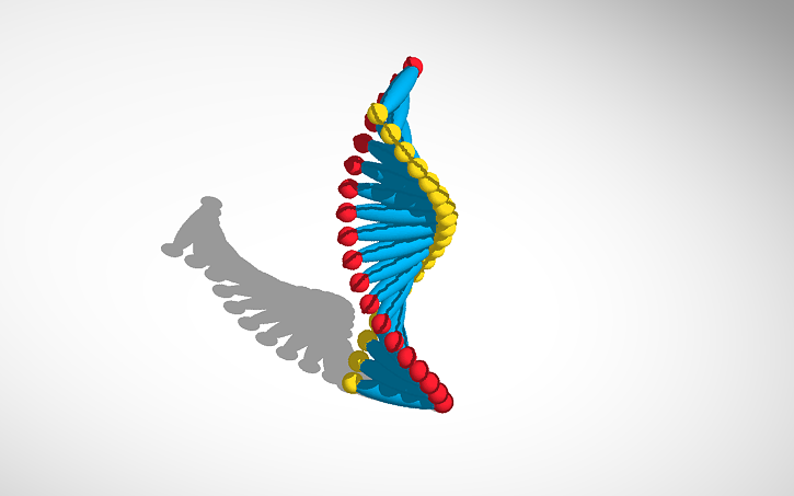 3D design our DNA | Tinkercad