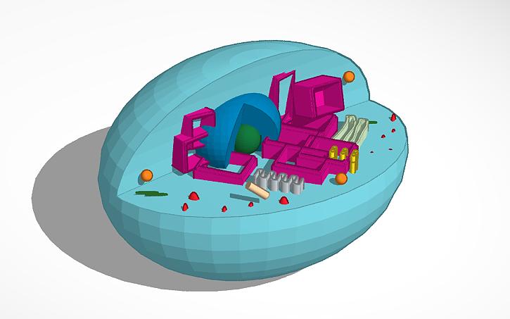 3D design Eukaryotic Animal Cell | Tinkercad