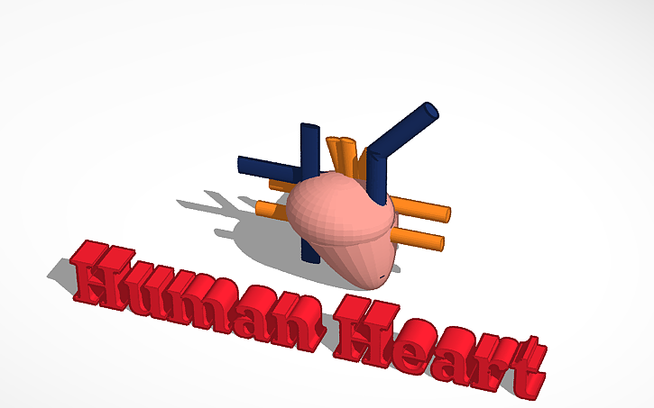 3D design human heart - Tinkercad