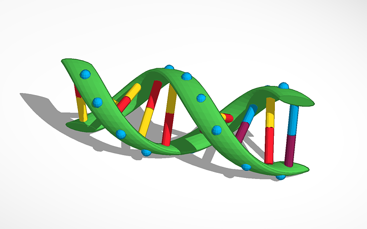 3D design DNA MODEL - Tinkercad
