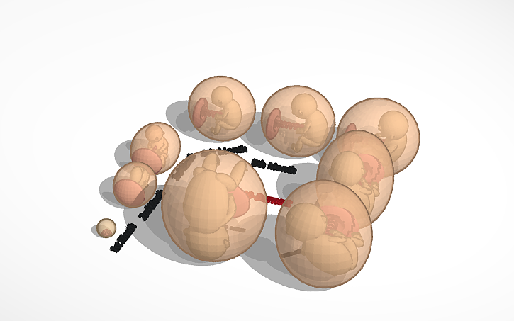 3D design ICT and Health 10: Stages of Pregnancy 3D Models - Tinkercad