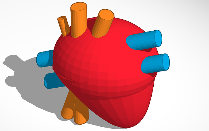 3D design Human Heart | Tinkercad