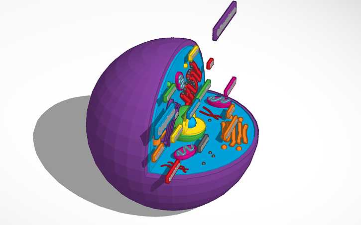 3D design Cell model - Tinkercad