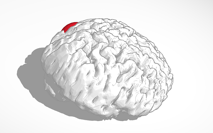 3D design Copy of Human - Brain | Tinkercad