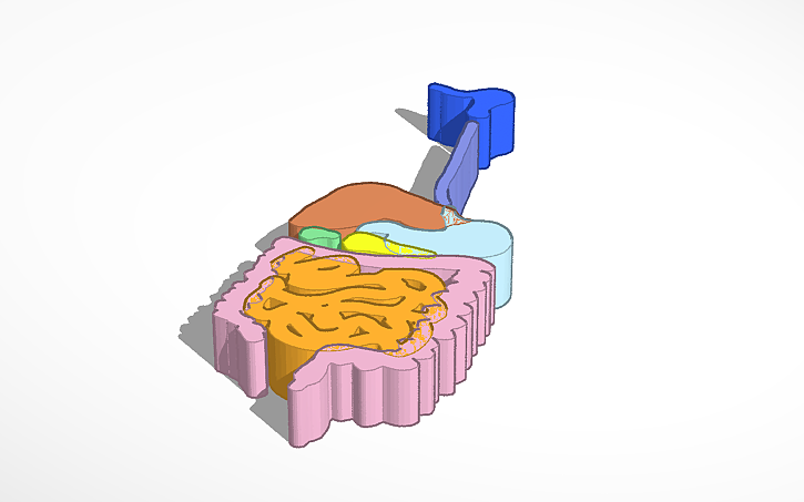 3D design Digestive System Model :) - Tinkercad