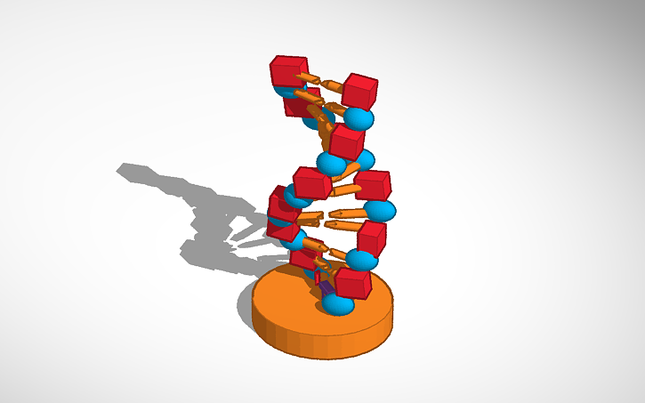 3D design DNA Model - Tinkercad