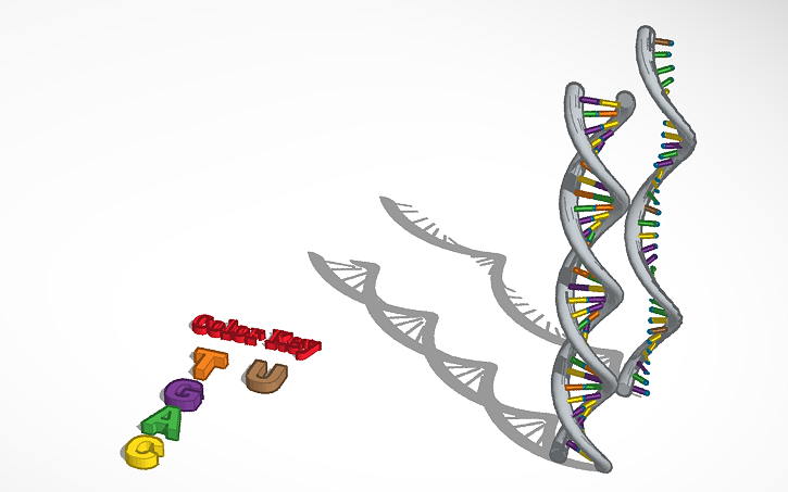 3D design DNA & RNA - Tinkercad