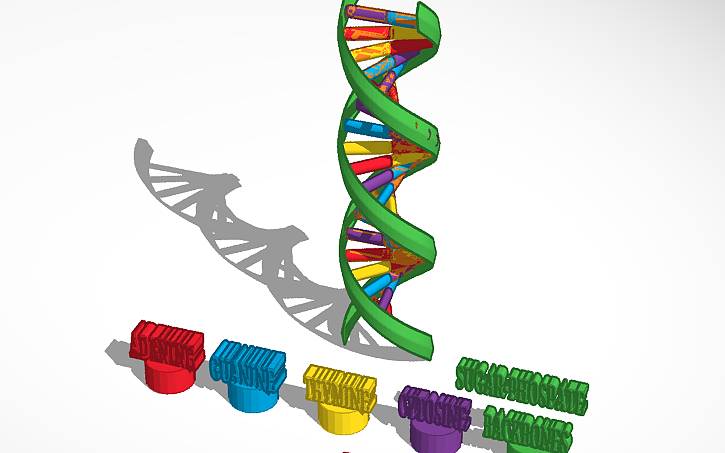 3D design DNA STRUCTURE - Tinkercad