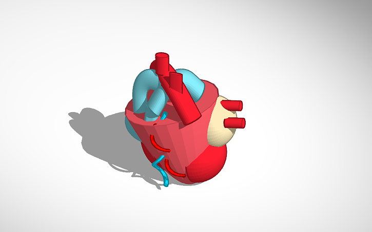3D design 3D Model of Heart - Tinkercad
