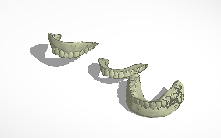 3D design bottom denture | Tinkercad