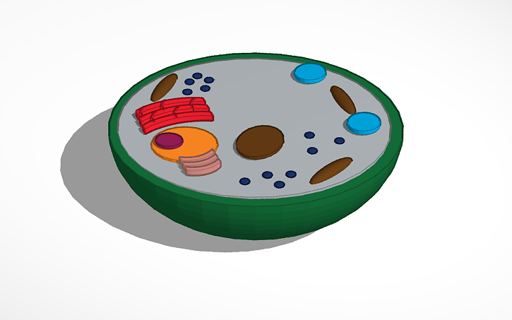 3D design animal cell | Tinkercad