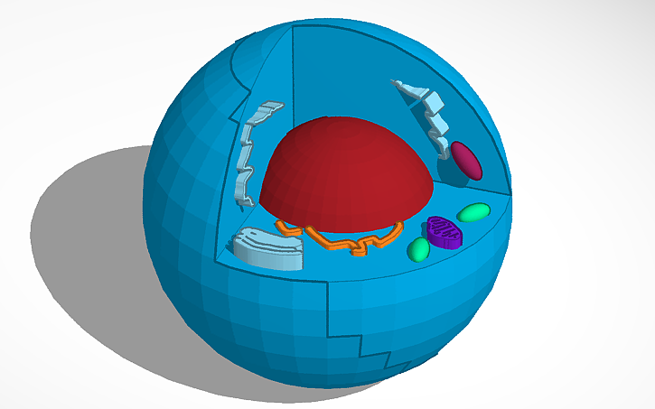 3D design cell modle by basim | Tinkercad