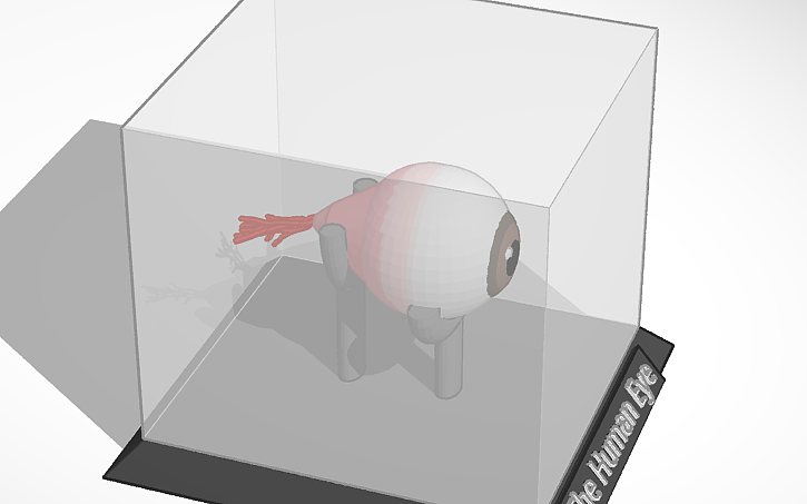 3D design The Human Eye - Tinkercad
