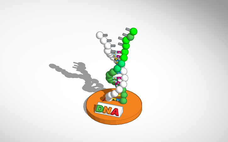 3D design Structure of DNA and Replication - Tinkercad
