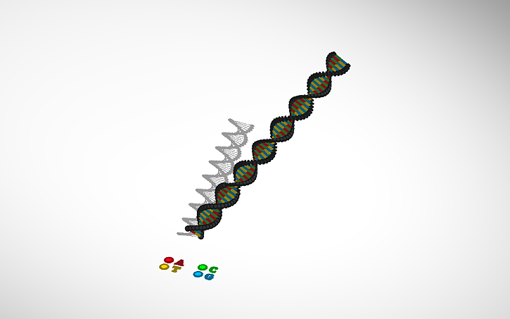 3D design DNA Model 🧬 - Tinkercad