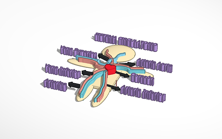 3D design Sistema Circulatorio - Tinkercad