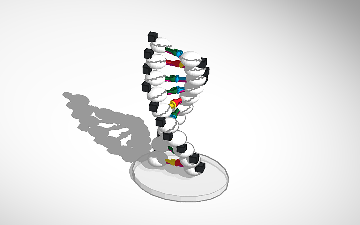 3D design DNA Project | Tinkercad