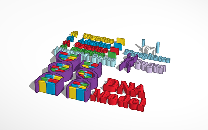 3D design DNA Model | Tinkercad