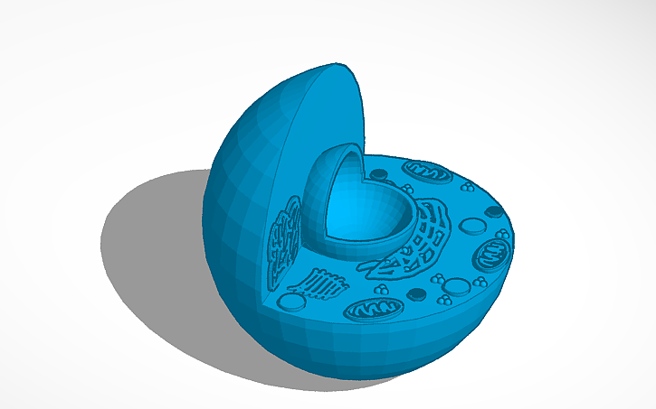 3D design animal cell diagram - Tinkercad