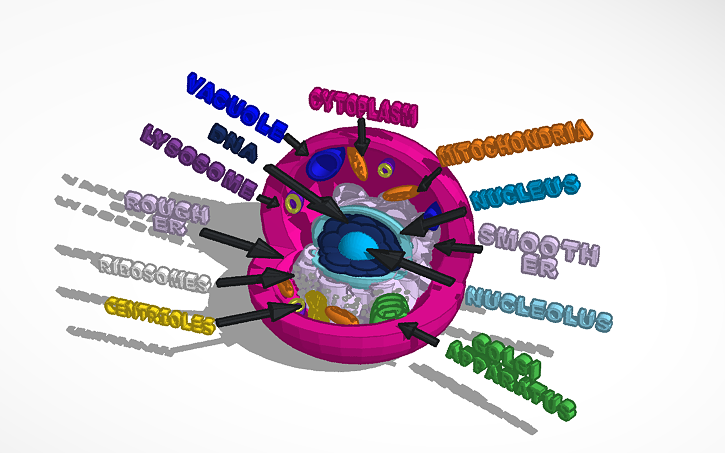 3D design animal cell 2019-2020 | Tinkercad