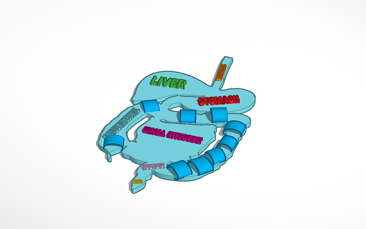 3D design Digestive System - Tinkercad