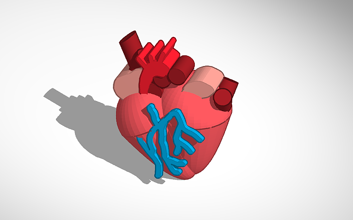 3D design Human Heart - Tinkercad